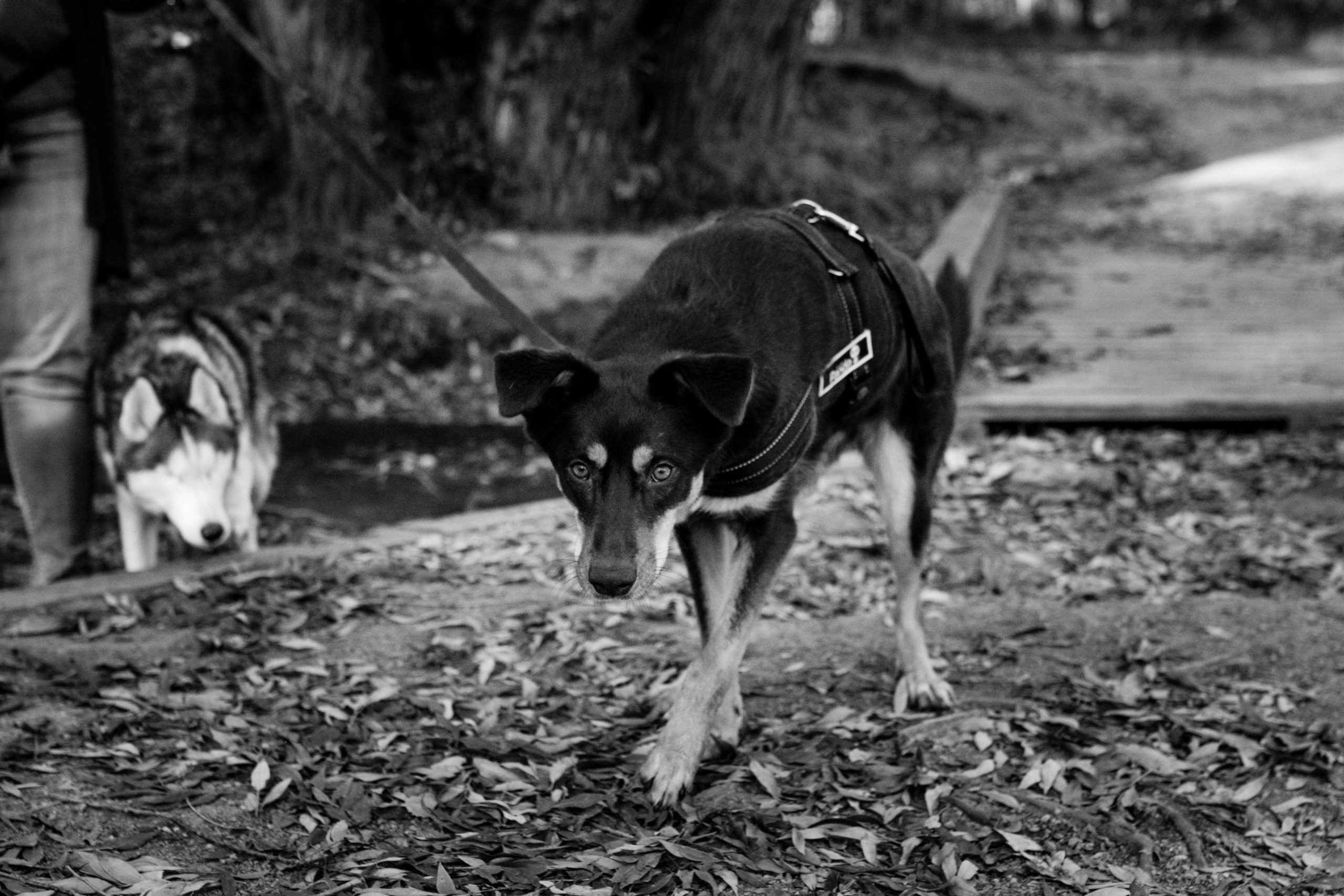 (#7) Recovery is a Process by Kinsey Wedsworth - PPSC Publications