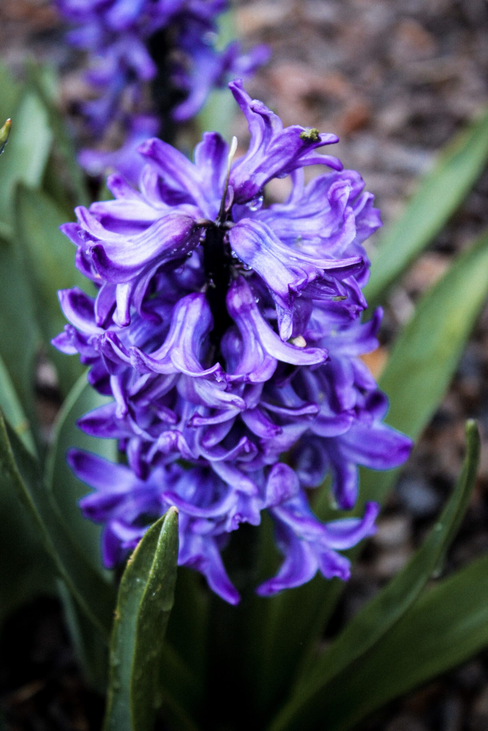 Unmoored by Courtney Alvarez - PPSC Publications